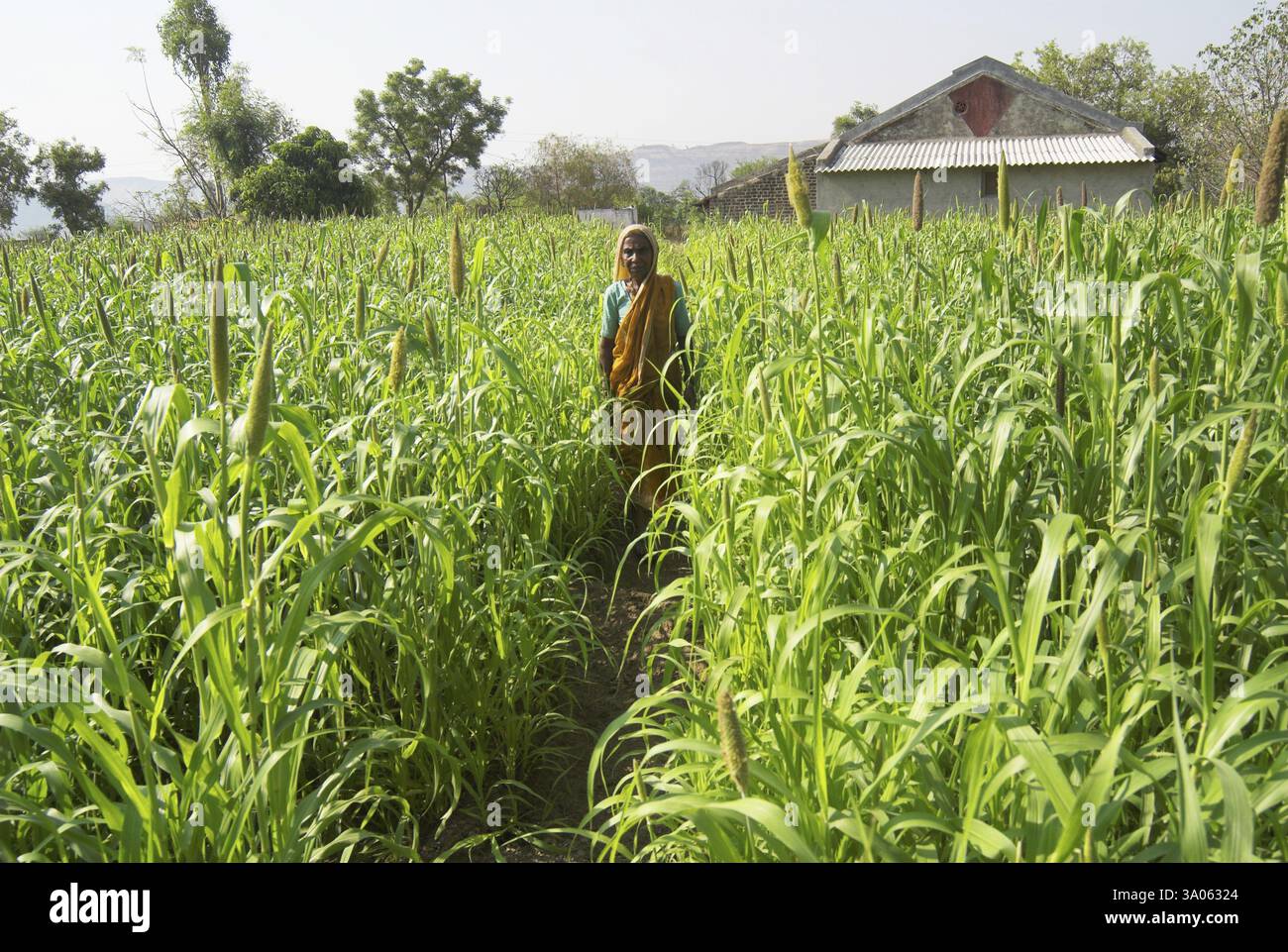 A women farmer walks in her Pearl millet Pennisetum glaucum field in ...