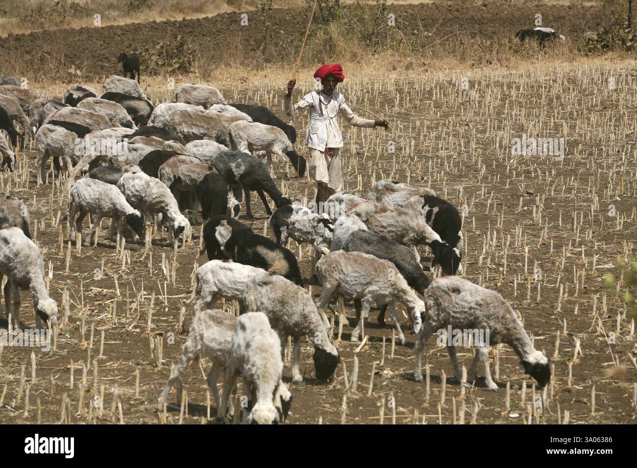 Nomad grazing herd of sheep in barren fields in Bhopal, Madhya Pradesh, India, Asia Stock Photo ...