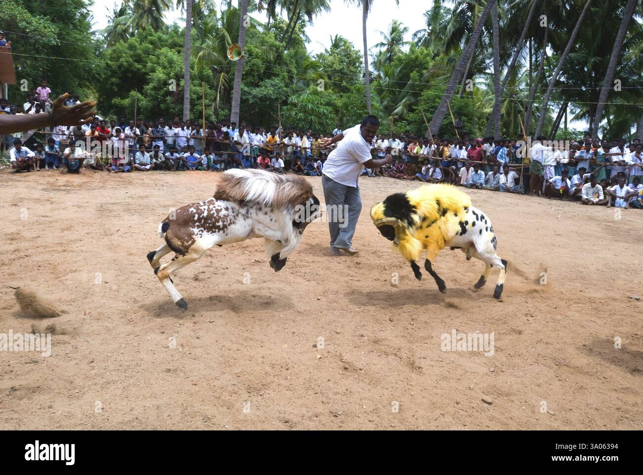 Fighting goats kidaai muttu, Madurai, Tamil Nadu, India, Asia Stock ...
