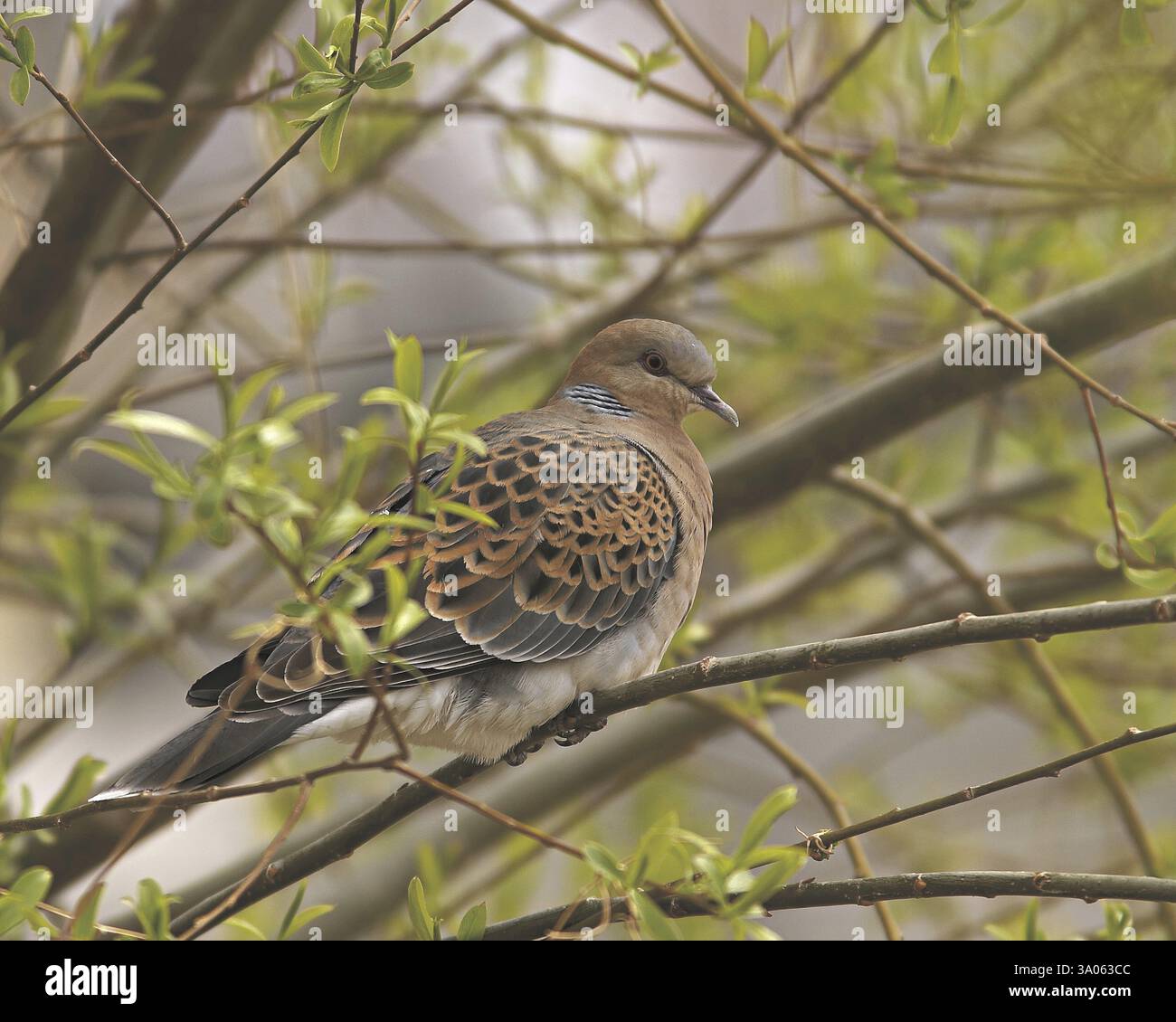Birds, Oriental turtle dove, Streptopelia orientalis meena, high ...