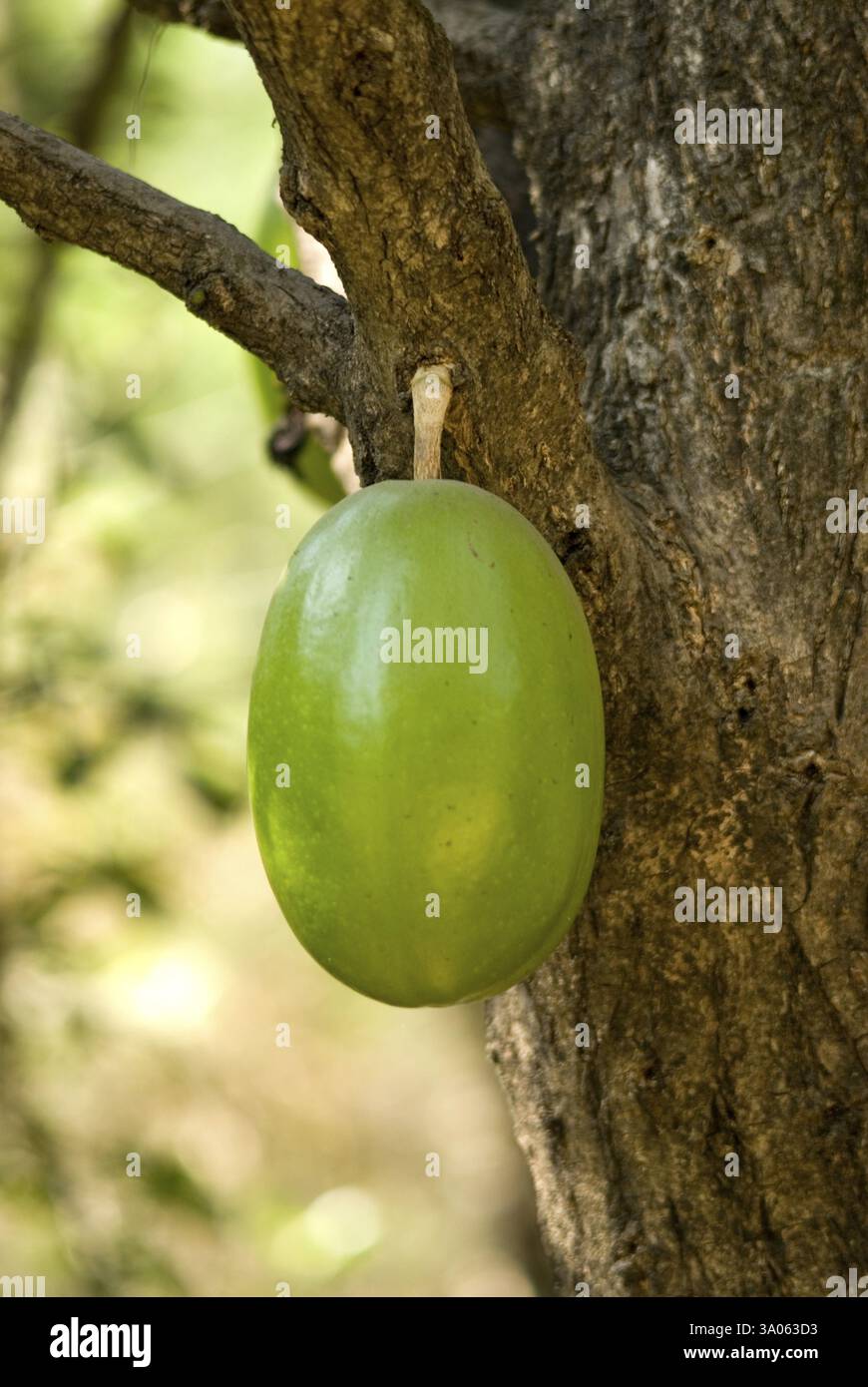 Fruits, crescentia enjeta knows kamandalu on tree Stock Photo - Alamy