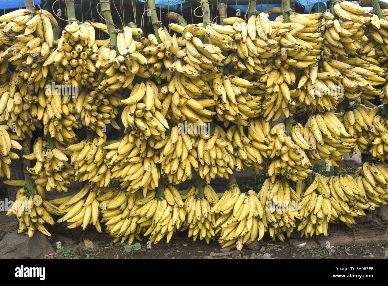 Nendram pazham, famous variety of banana in shop, Kerala, India, Asia ...