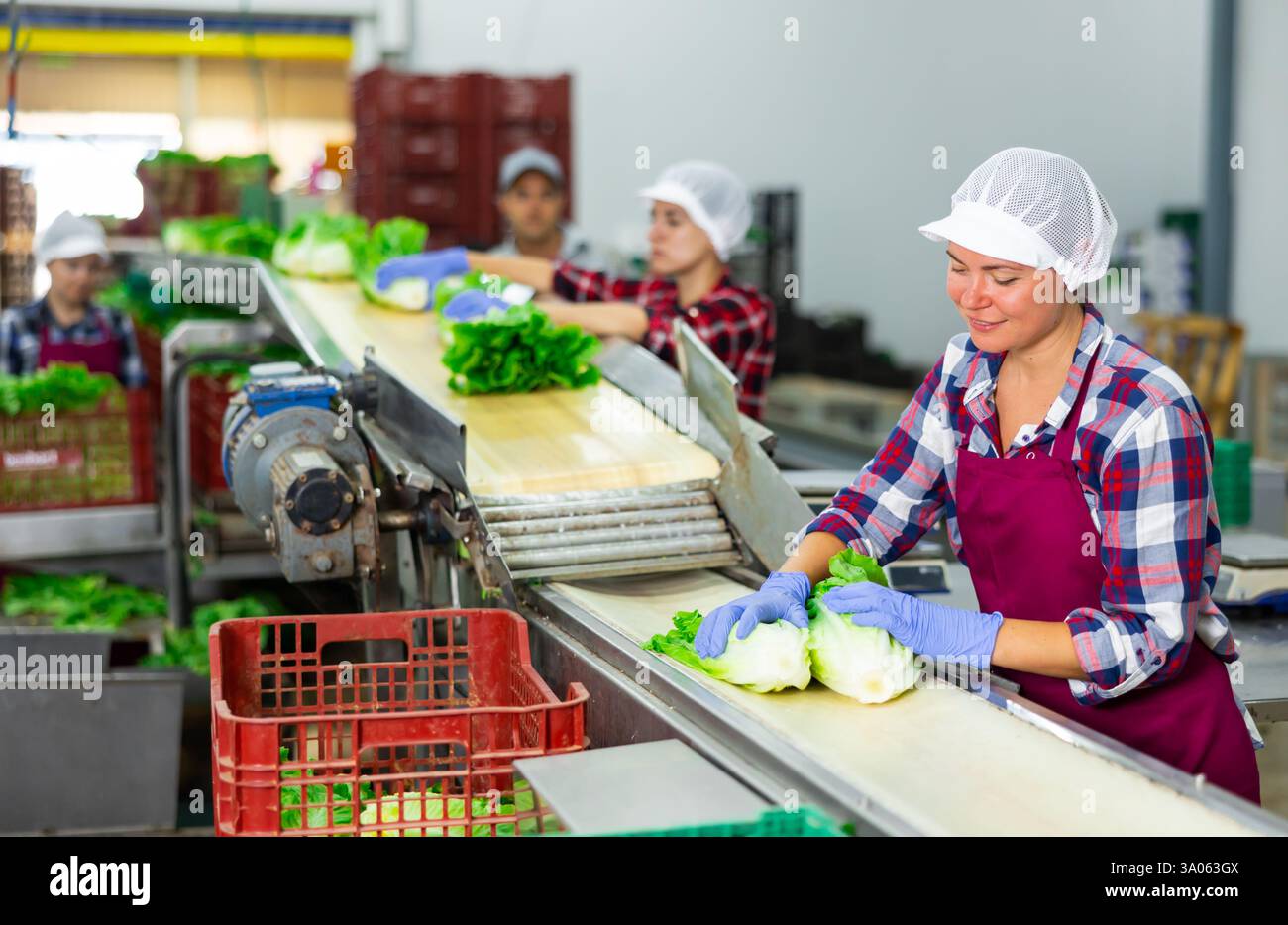 Female workers sorting lettuce on vegetable factory conveyor Stock ...