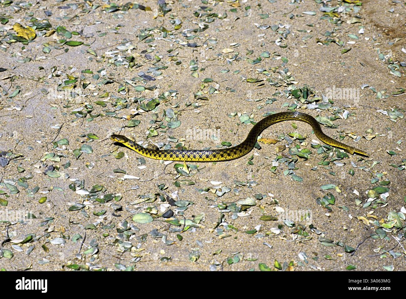 Checkered keel back water snake xenochropis piscator Stock Photo - Alamy