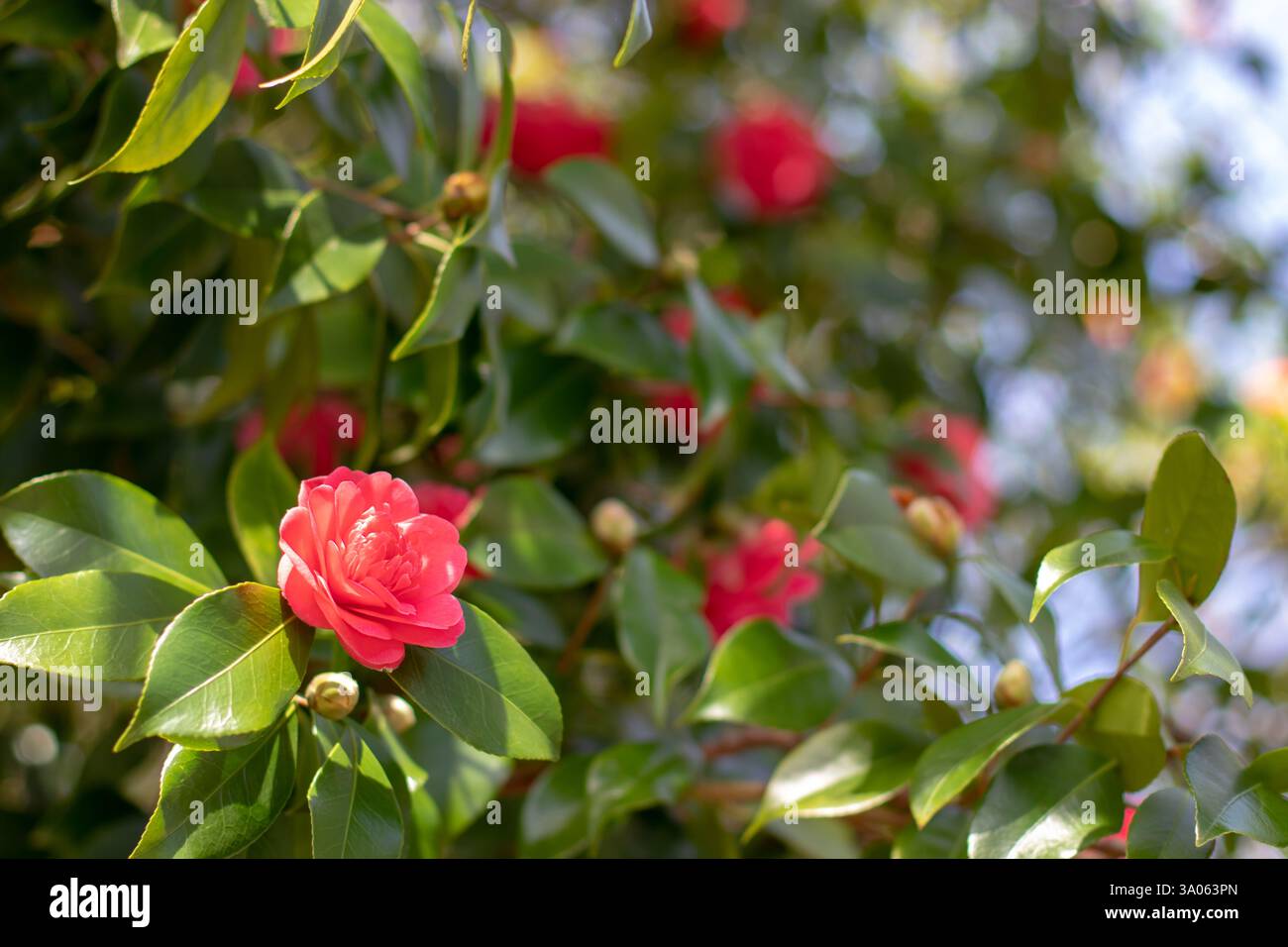 Red camellia flowering shrub. Camellia japonica or common camellia ornamental evergreen plant ...