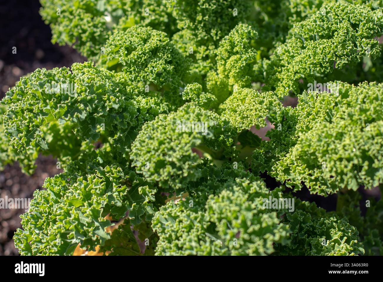 Leaf cabbage or kale closeup. Brassica oleracea bright green curly ...