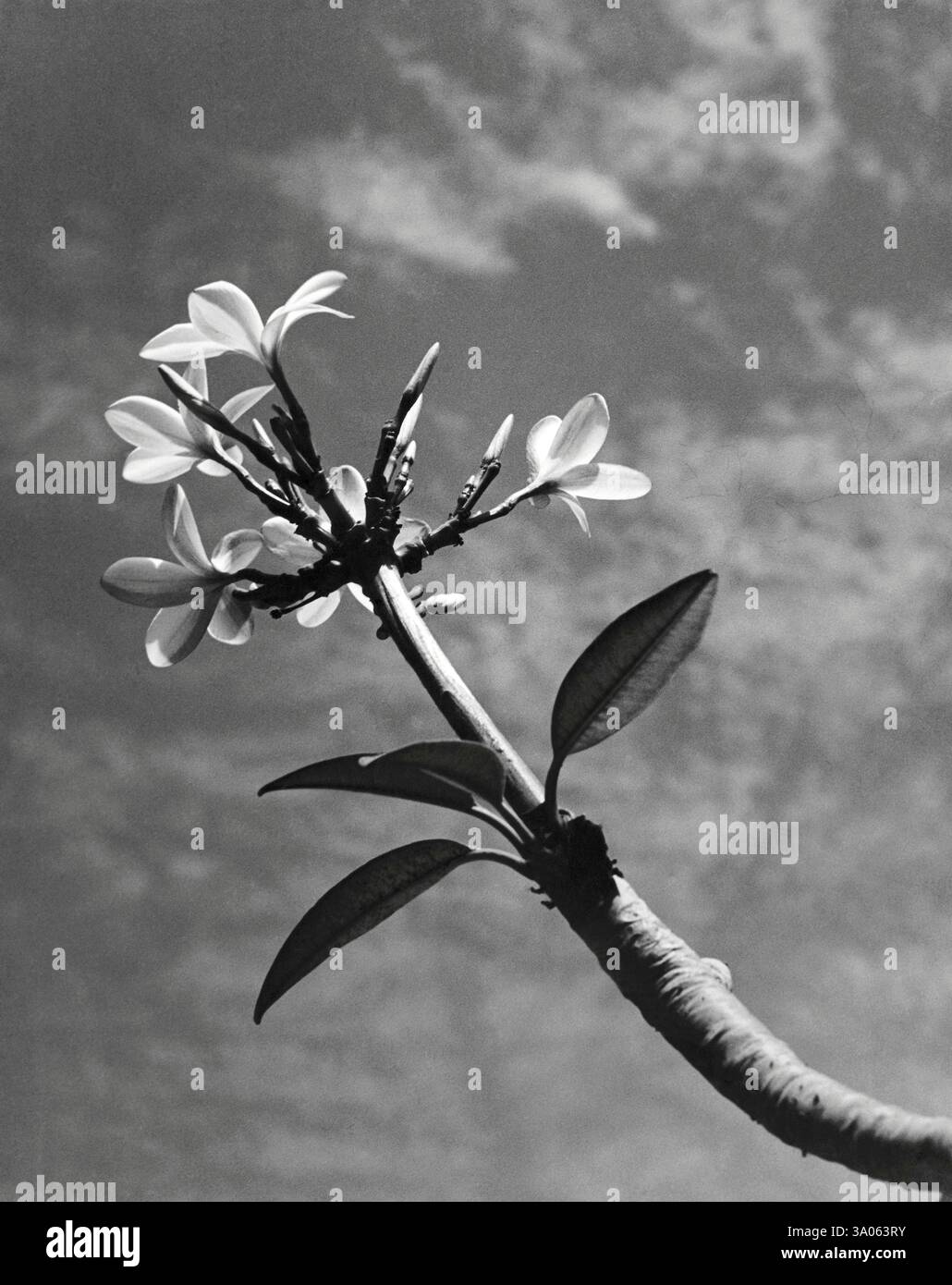 Champak flower, Uttaranchal, India 1940's Stock Photo - Alamy