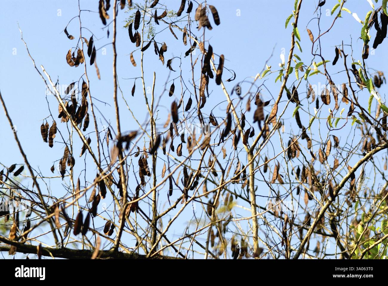 Pods of acacia chandra wild or khiir tree Stock Photo - Alamy
