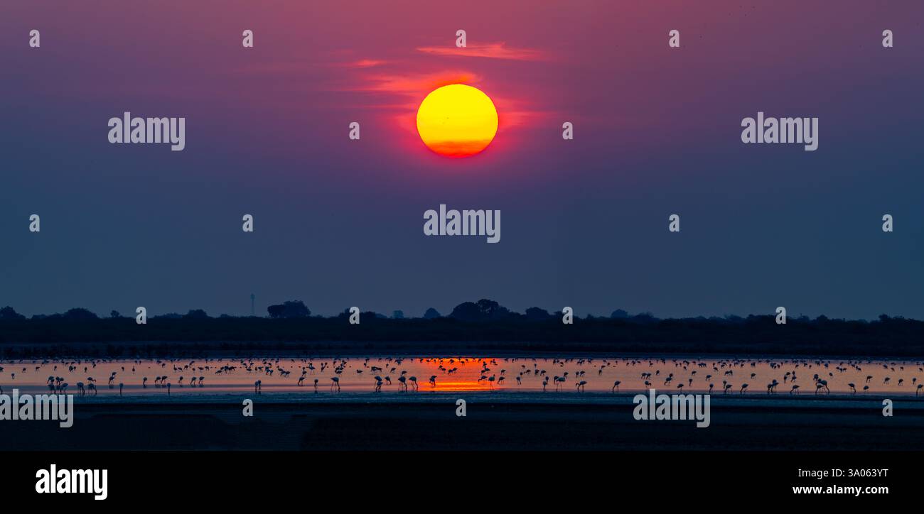 Sunrise over a lake where thousands Flamingoes and other water birds ...