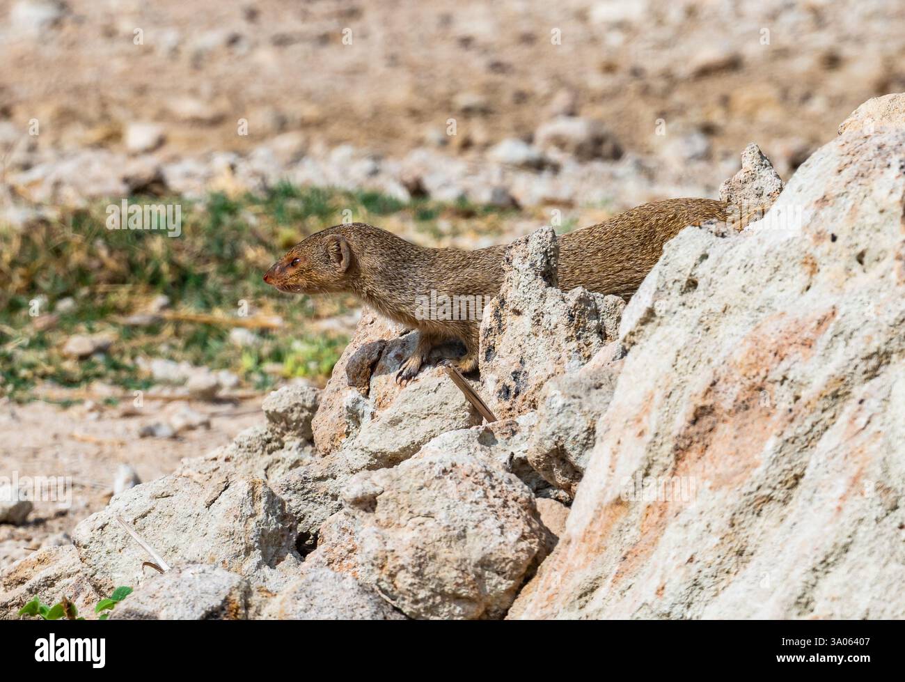 An Indian Grey Mongoose (Urva edwardsii) on a rock. Gujarat, India ...