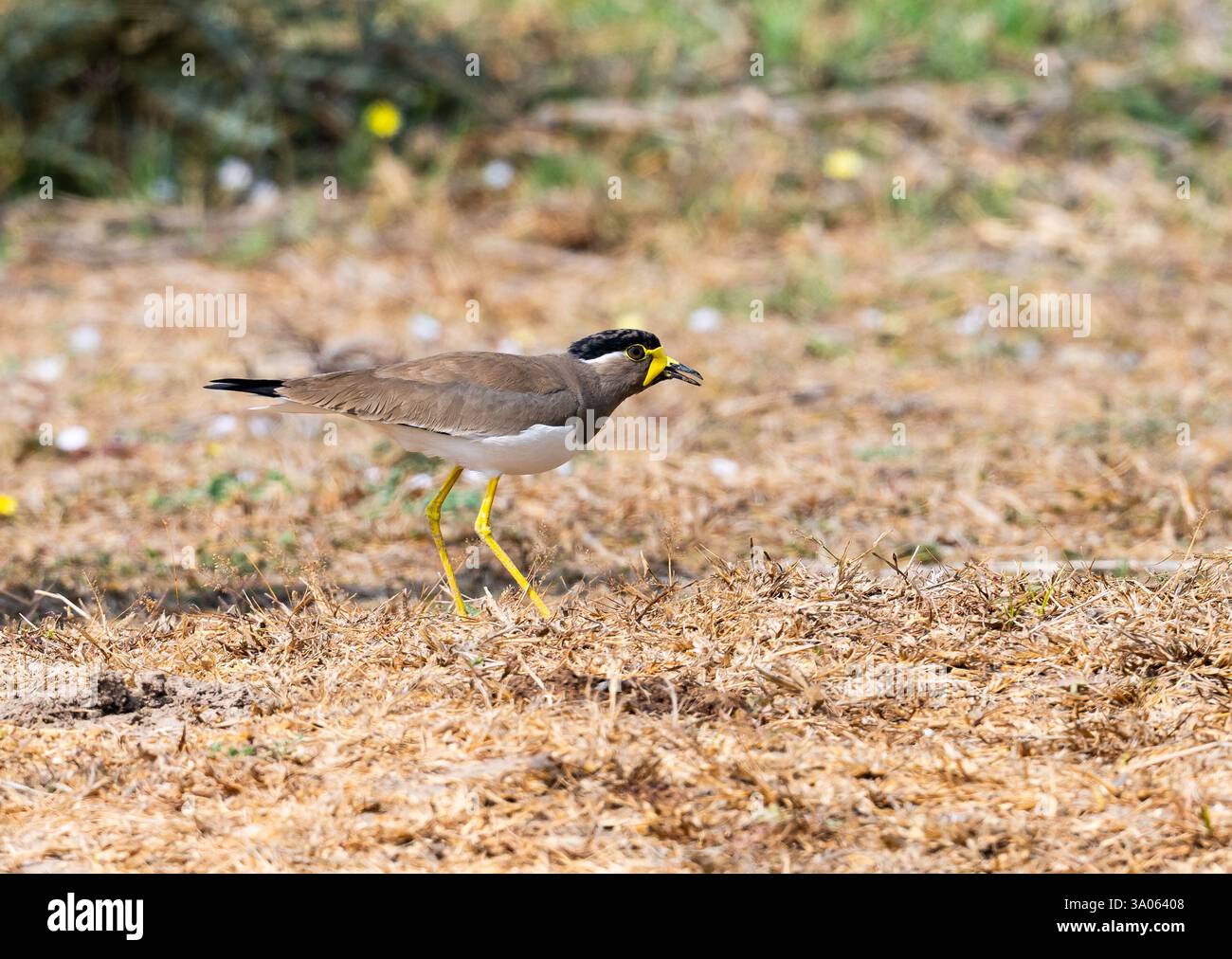 A Yellow-wattled Lapwing (Vanellus malabaricus) foraging in open field ...