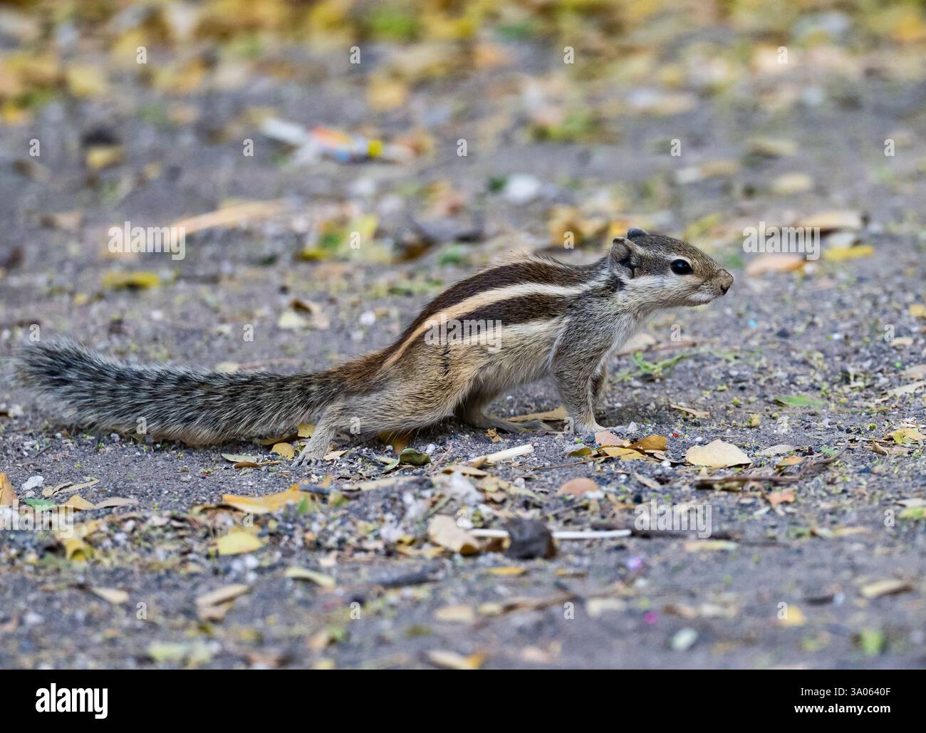 An Indian Palm Squirrel (Funambulus palmarum) foraging on ground ...