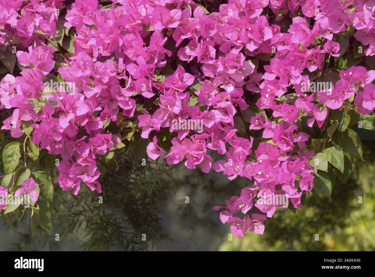 Dense pink flowers of boganvel bougainvillea at Saras Baug, Pune ...