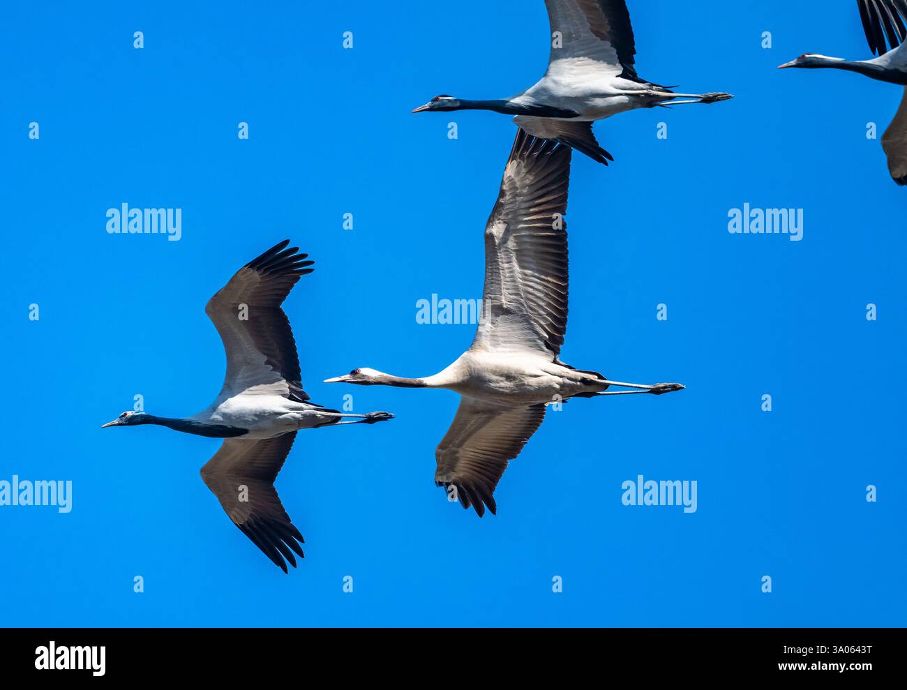 A Common Crane (Grus grus) mixed in the flock of Demoiselle Cranes ...