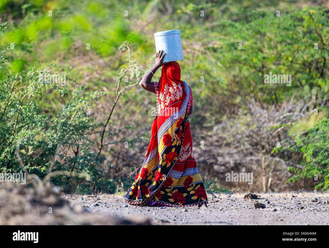 An Indian woman in red sari walking with a metal bucket on top of her ...