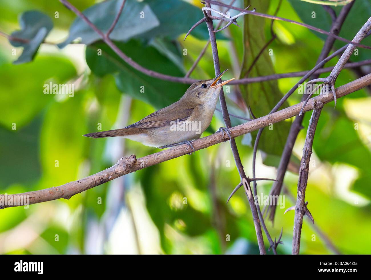 A Blyth's Reed Warbler (Acrocephalus dumetorum) singing on a branch in ...