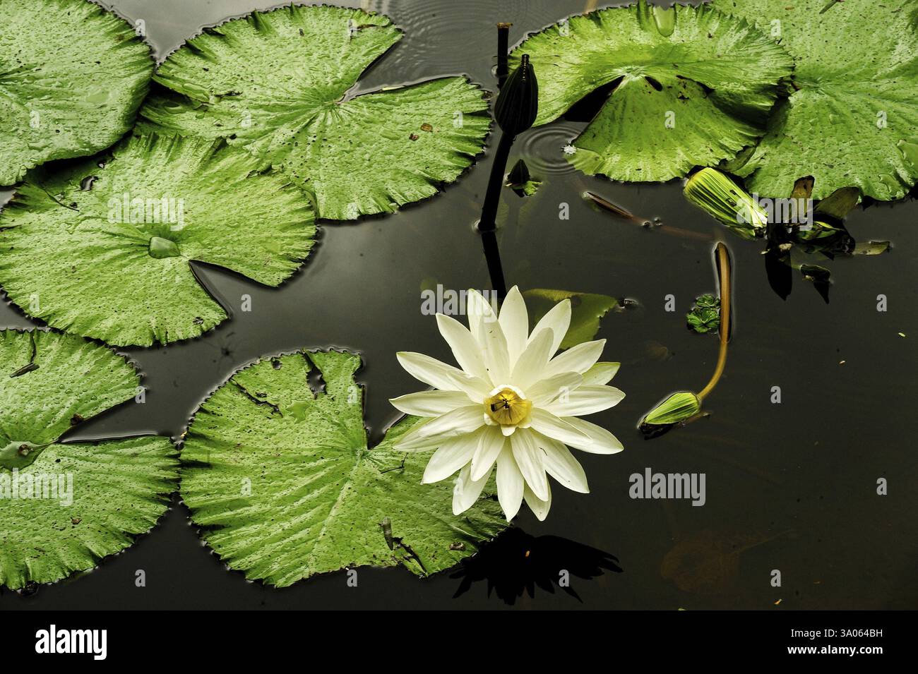 Lily on water pool at botanical garden Shibpur, Calcutta Kolkata, West ...