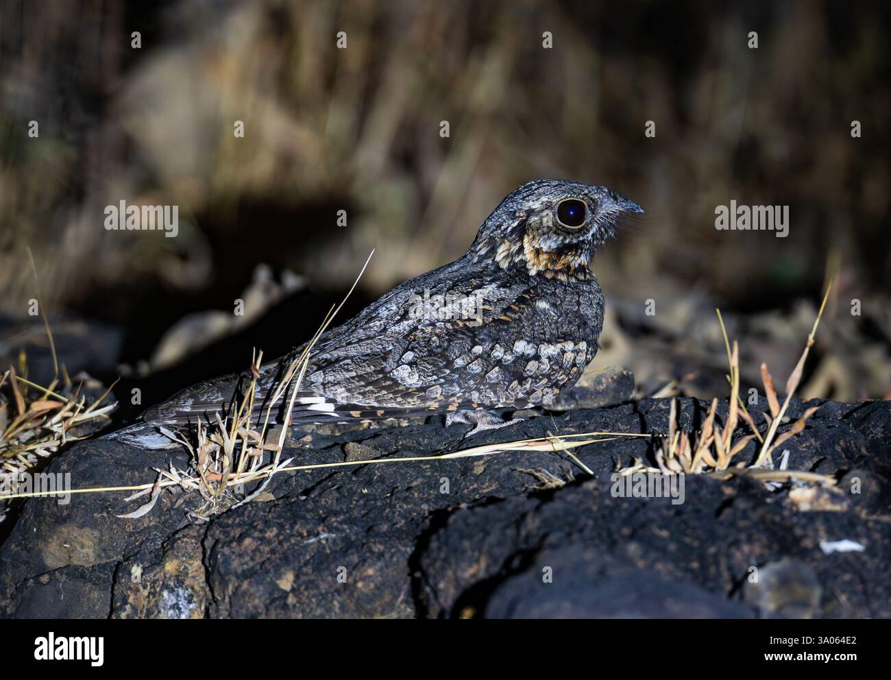 Jungle nightjar india hi-res stock photography and images - Alamy