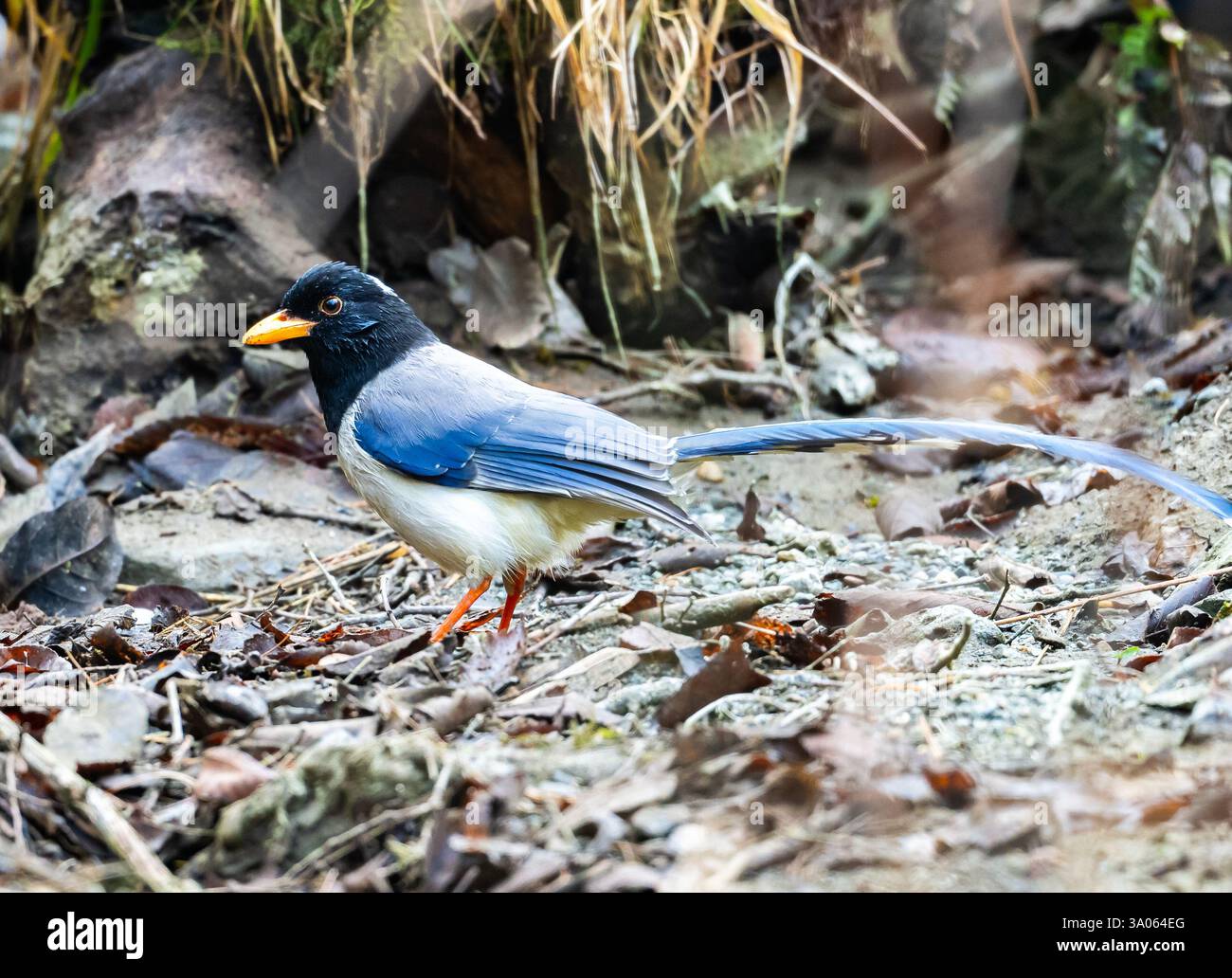 Urocissa flavirostris hi-res stock photography and images - Alamy