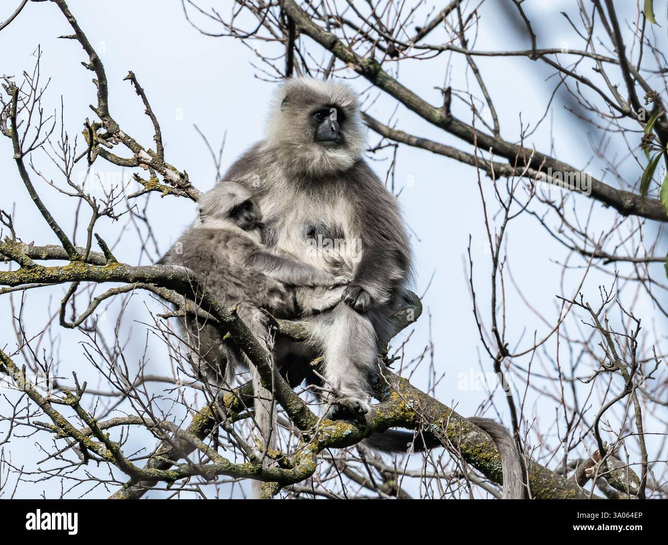A mother and baby Nepal Sacred Langurs (Semnopithecus schistaceus ...