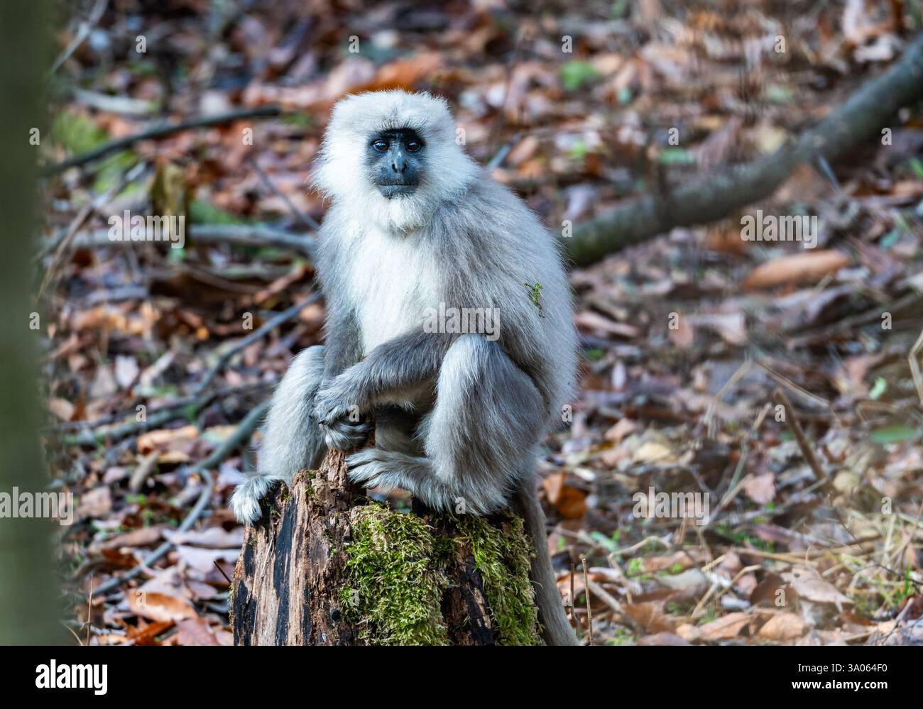 A Nepal Sacred Langur (Semnopithecus schistaceus) sitting on a tree ...