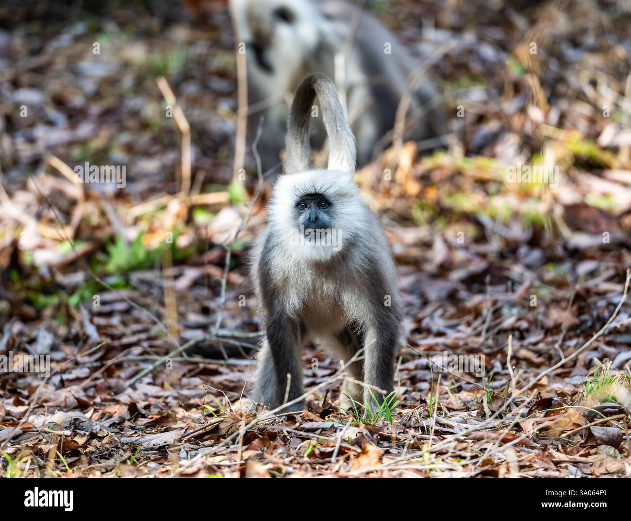 A Nepal Sacred Langurs (Semnopithecus schistaceus) in forest. Jammu and ...