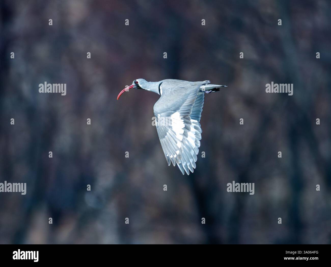 An Ibisbill (Ibidorhyncha struthersii) flying over. Jammu and Kashmir ...