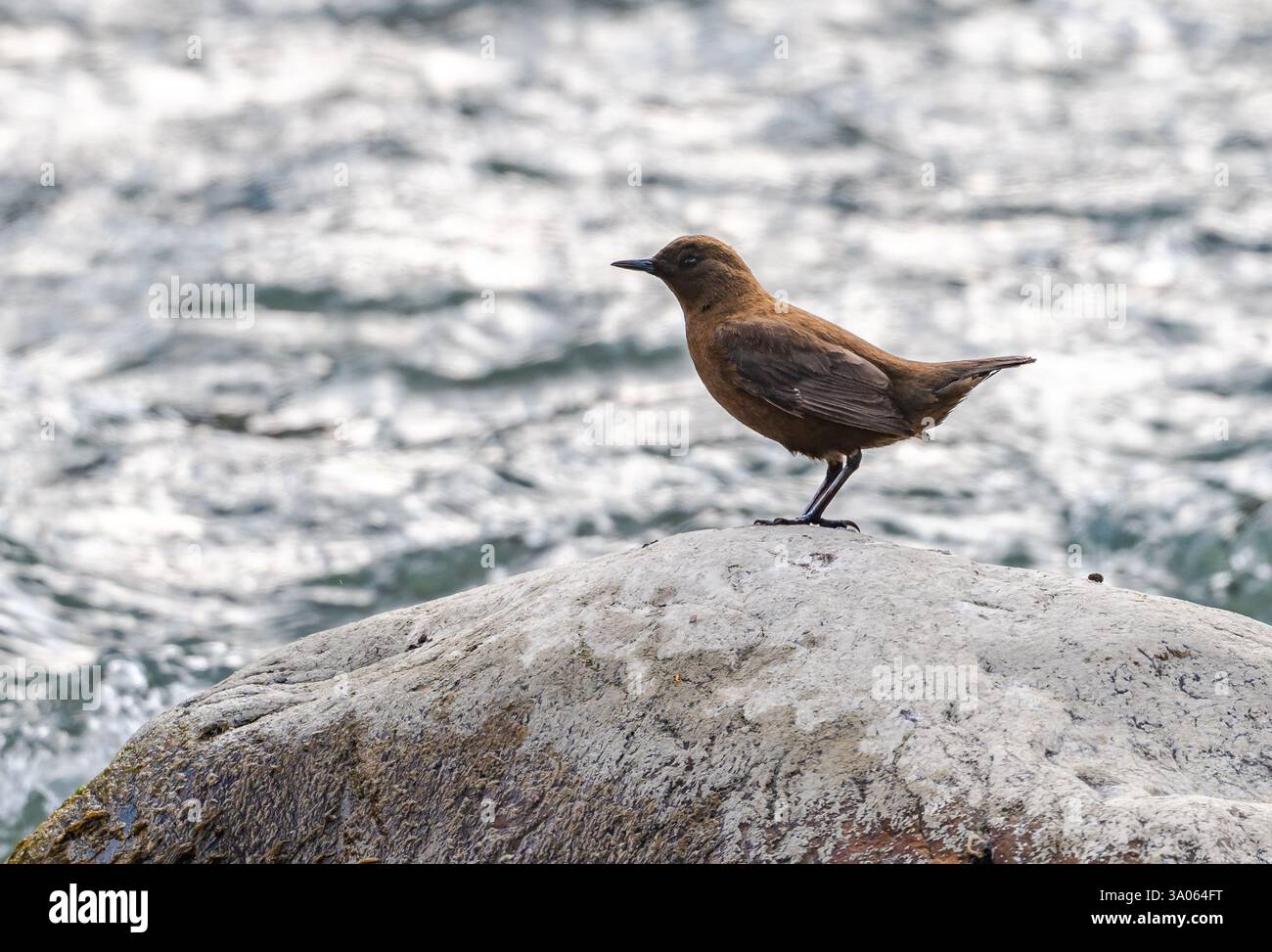 A Brown Dipper (Cinclus pallasii) standing on a boulder in a stream ...