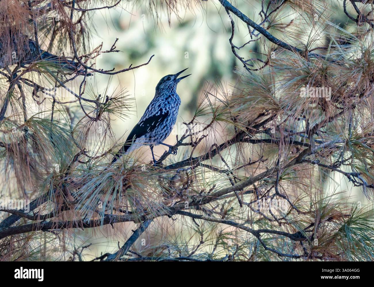 A Kashmir Nutcracker (Nucifraga multipunctata) singing on a branch in ...