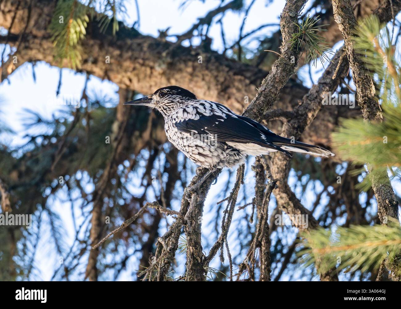 Kashmir nutcracker hi-res stock photography and images - Alamy