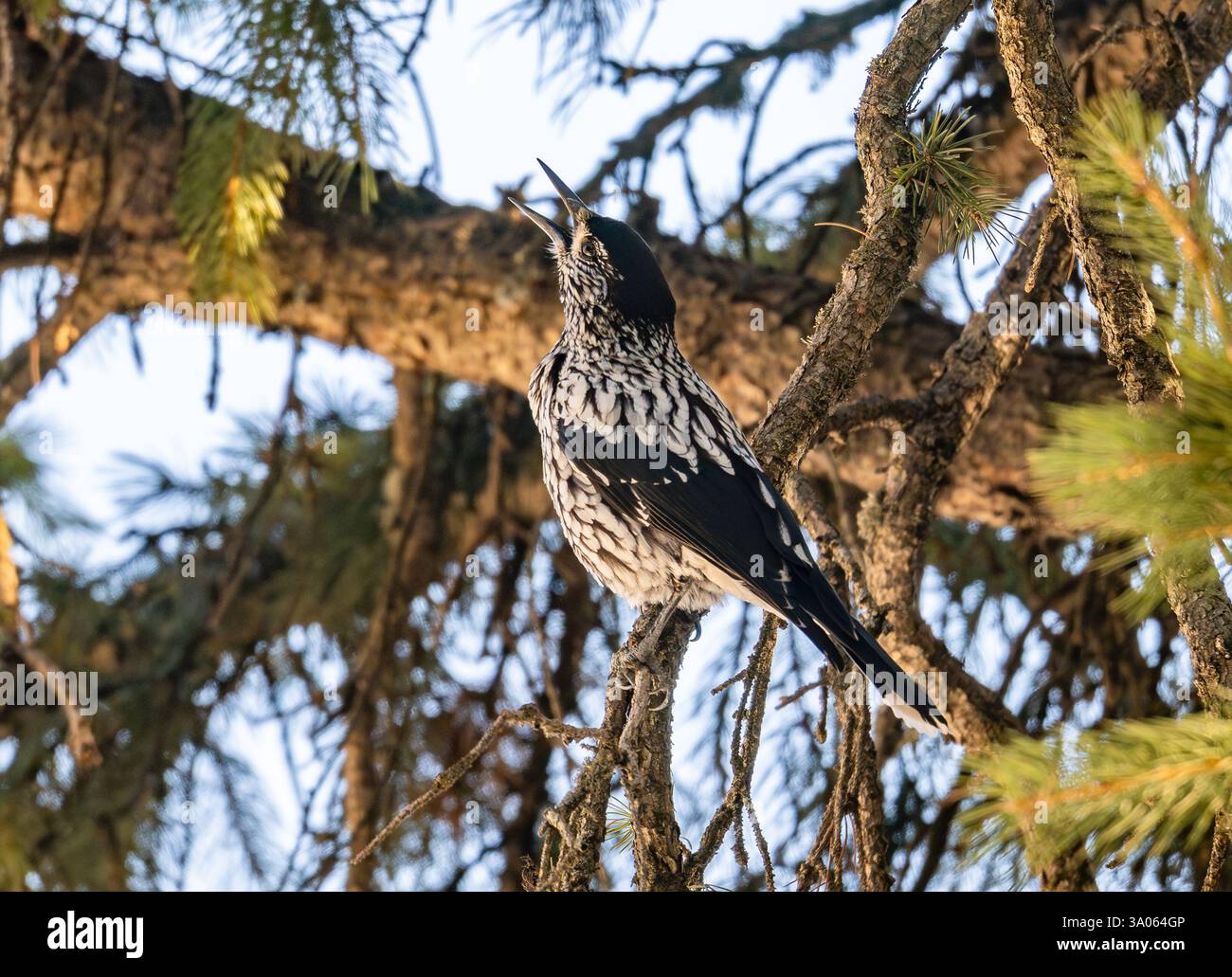 A Kashmir Nutcracker (Nucifraga multipunctata) singing on a branch in ...