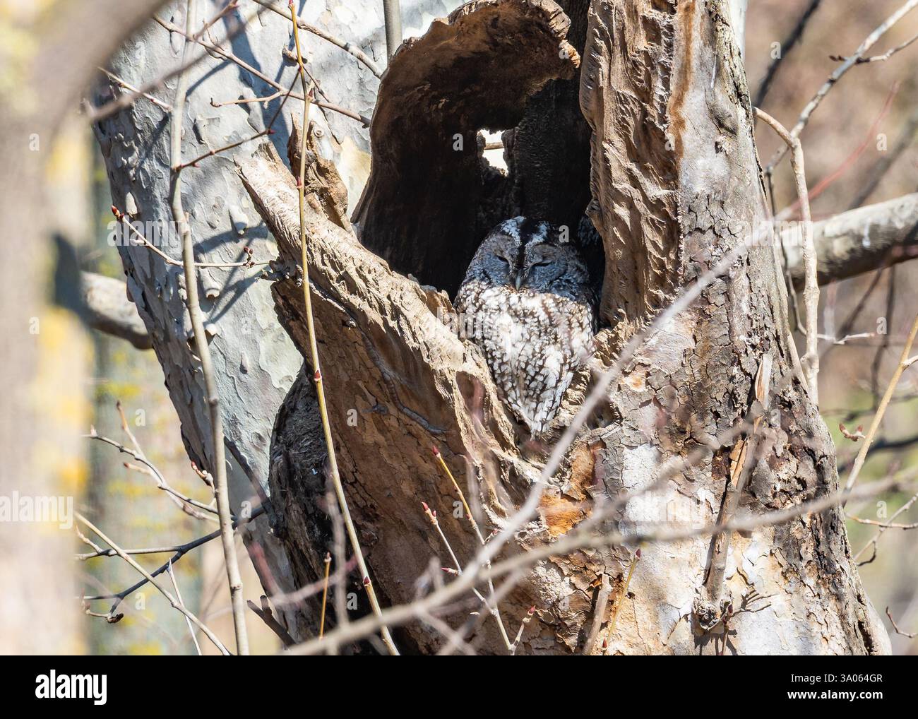 A Tawny Owl (Strix aluco) sitting inside a tree hole. Jammu and Kashmir ...