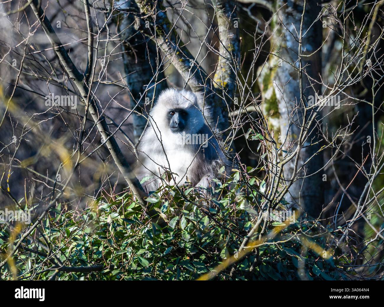 A Nepal Sacred Langur (Semnopithecus schistaceus) sitting on a tree in ...