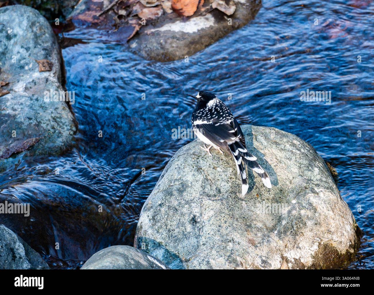 A Spotted Forktail (Enicurus maculatus) foraging along a mountain ...