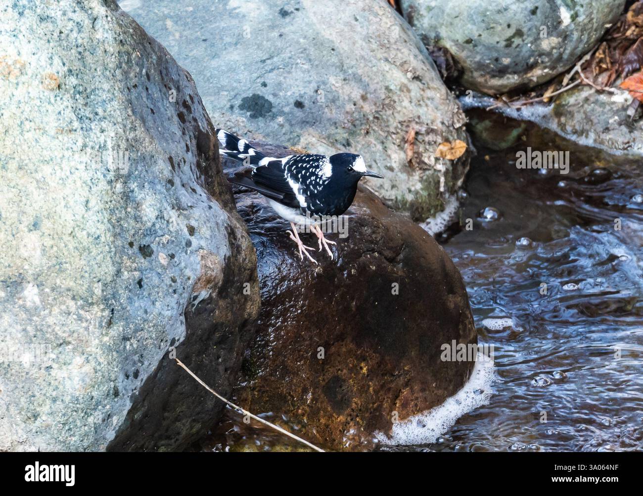 A Spotted Forktail (Enicurus maculatus) foraging along a mountain ...