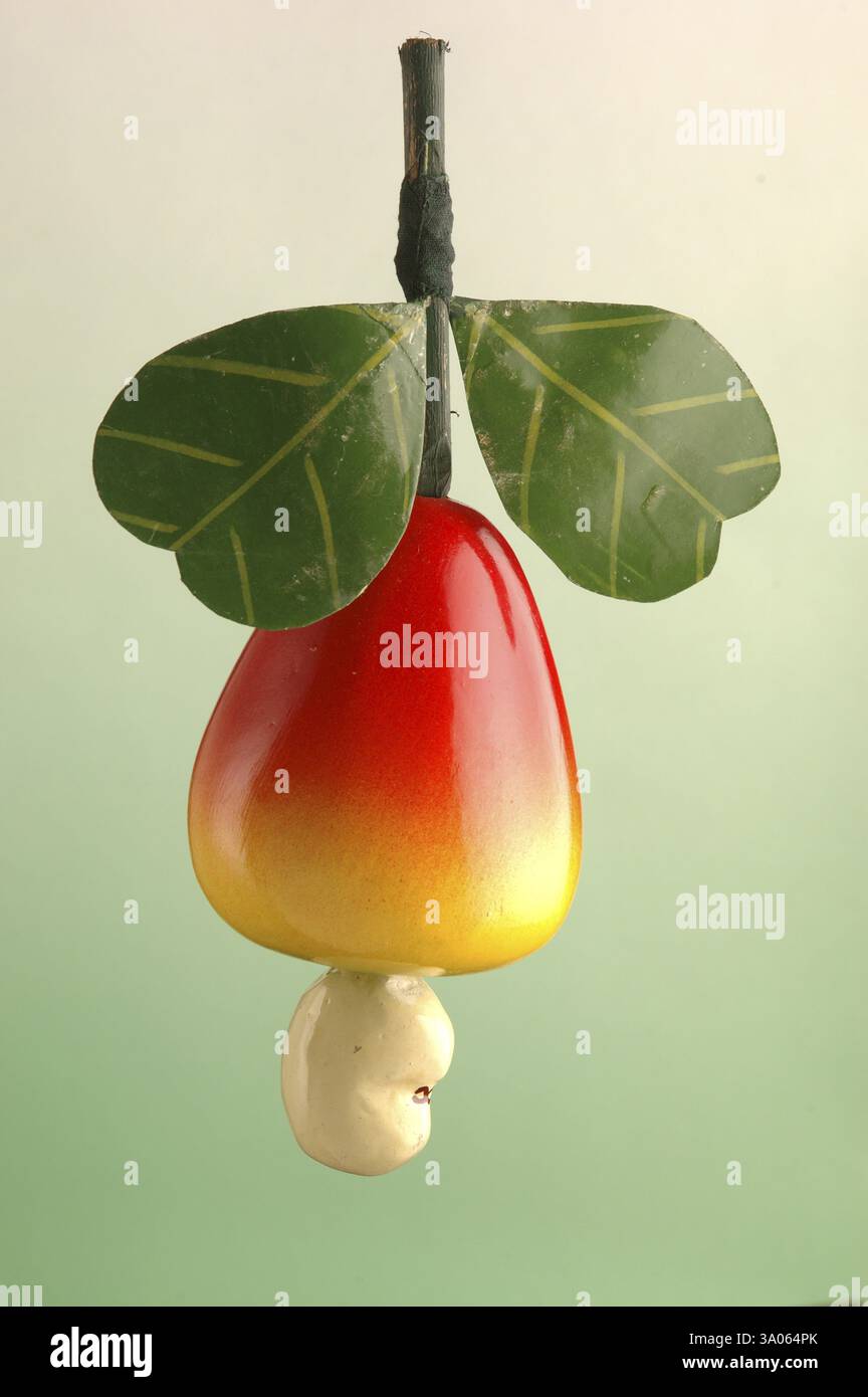 Fruit Dry Fruit Seed English Name Cashew Botanical name Anacardium ...