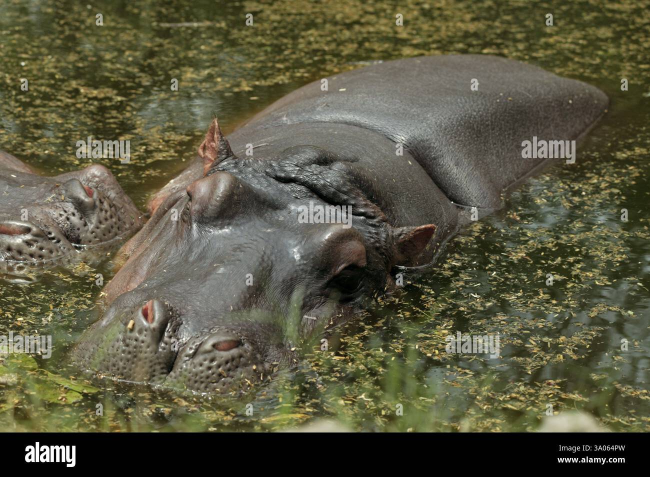 Hippo Potemus, Delhi zoo, delhi, India, Asia Stock Photo - Alamy