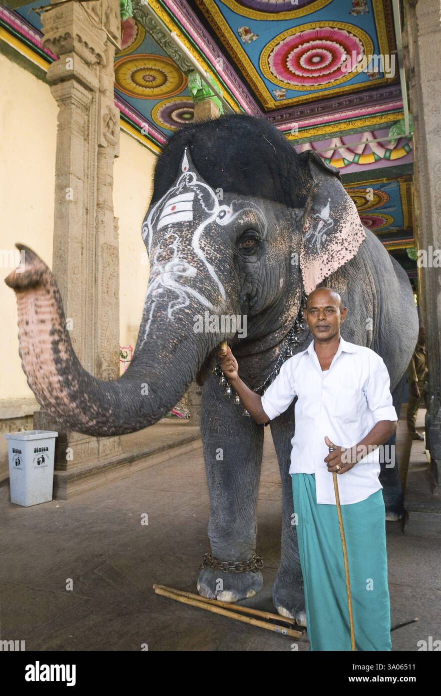 Temple elephant with mahout in Meenakshi temple, Madurai, Tamil Nadu ...