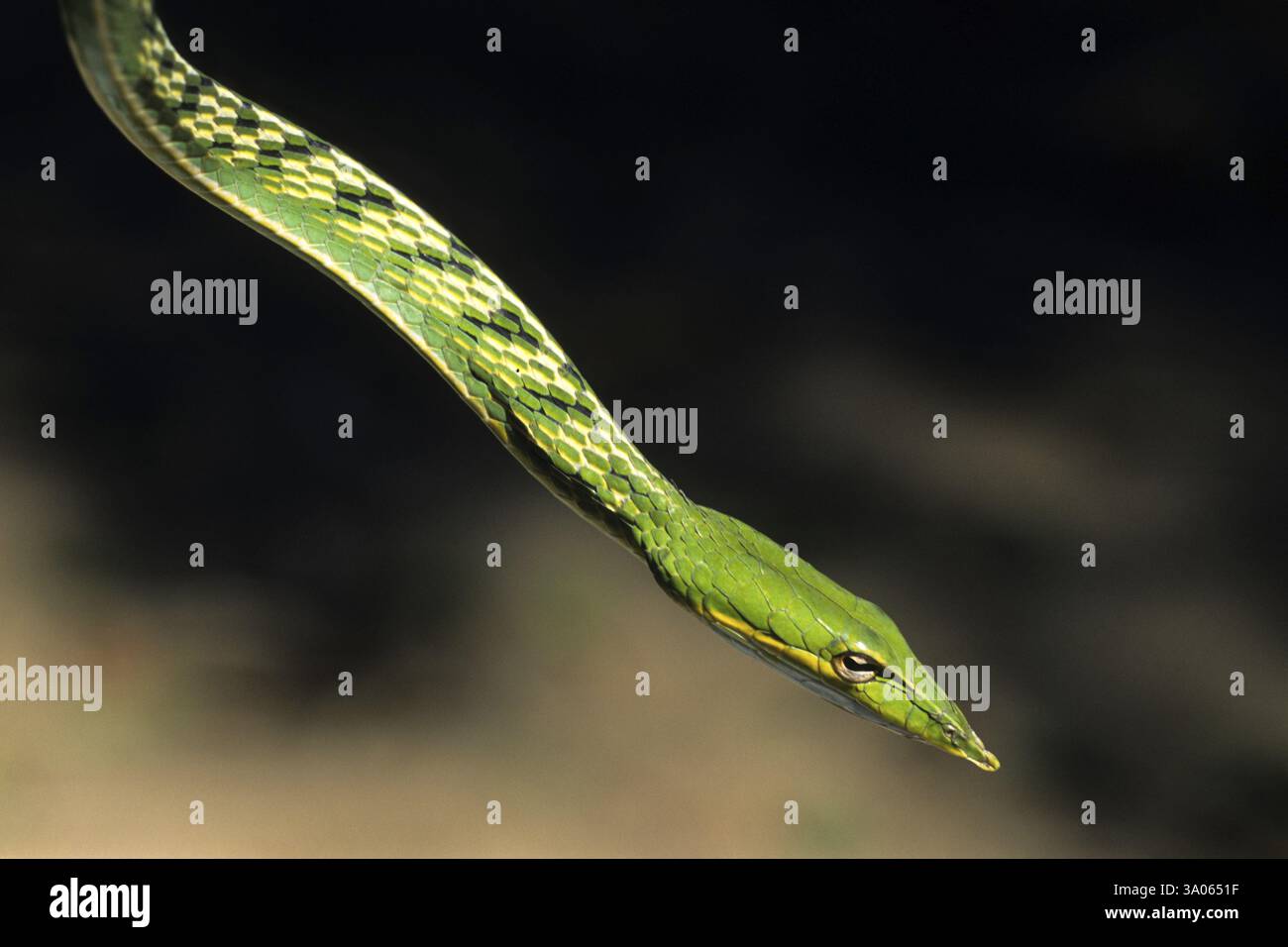 Green whip snake, vine snake aheatulla nasutus Stock Photo - Alamy