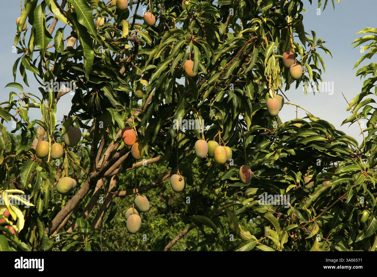 Indian fruits, Mango, raw mangoes called 'kesar' hanging on tree, Wai ...