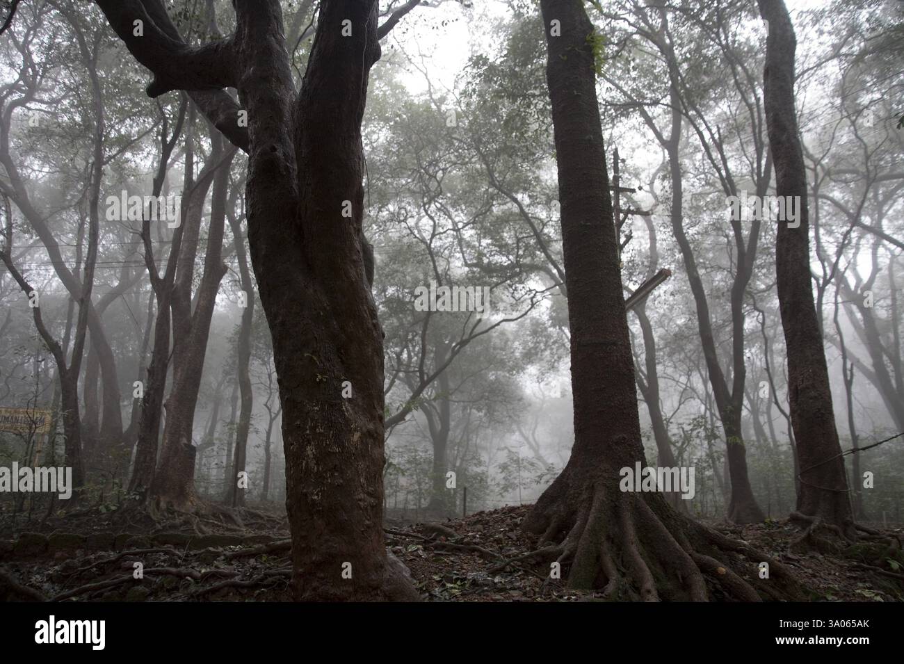 View of forest in Monsoon Season on Hill station, Matheran, Maharashtra ...