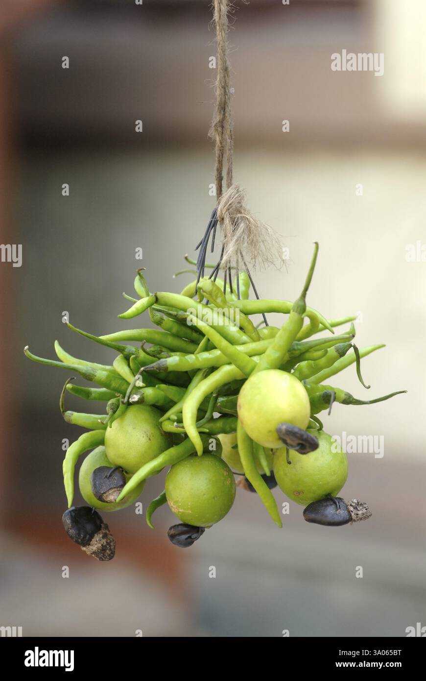 Fruits anacardium semecarpus hi-res stock photography and images - Alamy