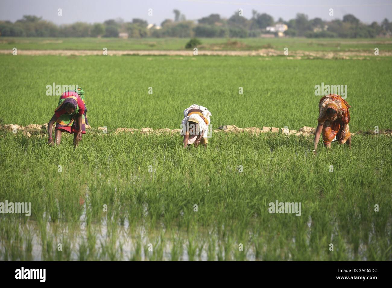 Ladies planting rice saplings in fields in Jharkhand, India, Asia Stock ...