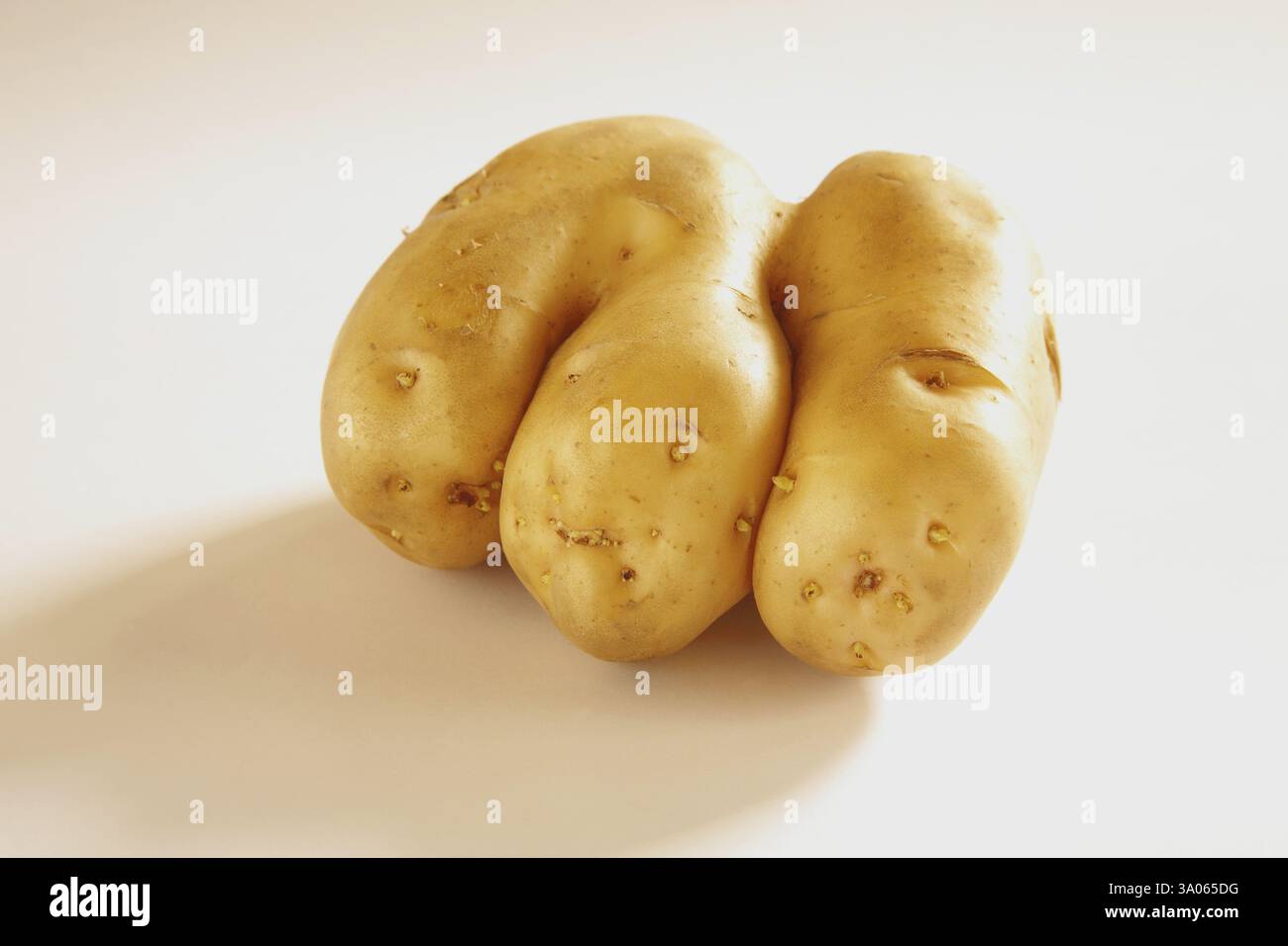 Vegetables, potatoes aloo male female concept figure on white ...