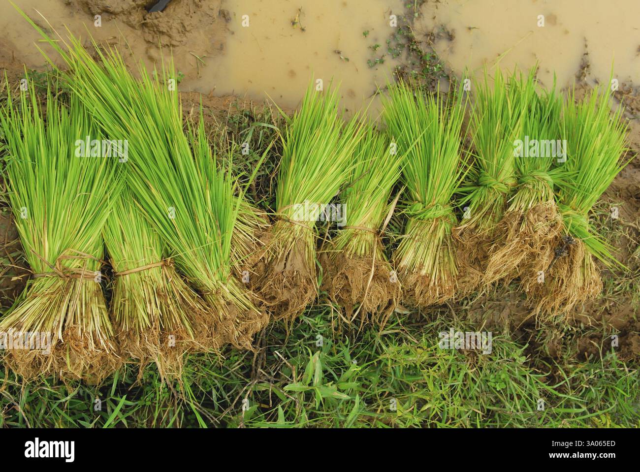Bunch of rice crop, Chakradharpur, Jharkhand, India NO MR Stock Photo ...