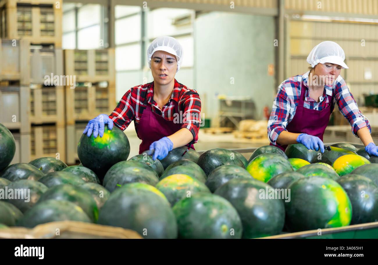 Women in uniform sorting watermelons in factory Stock Photo - Alamy