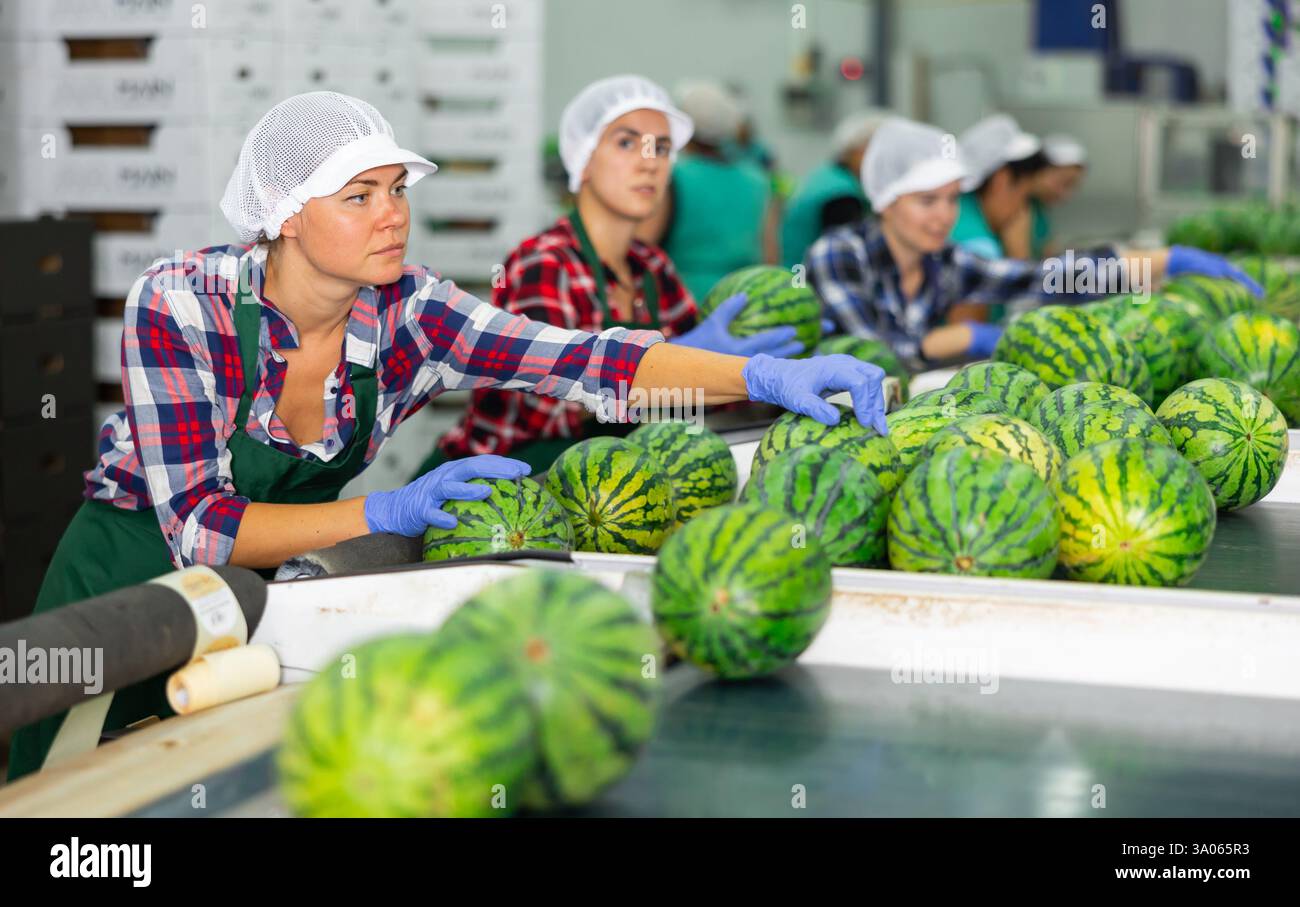 Female worker sorting watermelons in fruit factory workshop Stock Photo ...