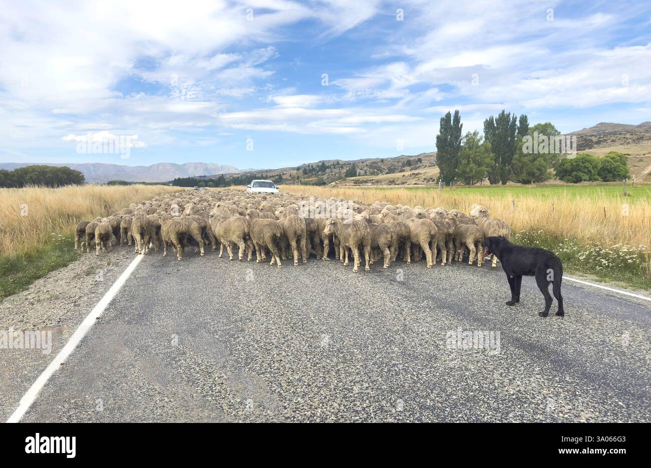 Herding flock of sheep on Ida Valley-Omakau Road, Oturehua, Otago Region, South Island, New ...