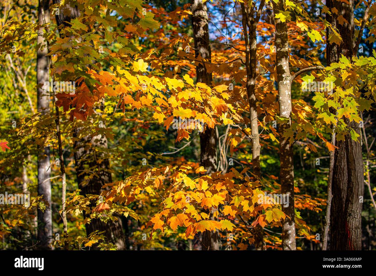 Colorful Wisconsin forest in early October, horizontal Stock Photo - Alamy