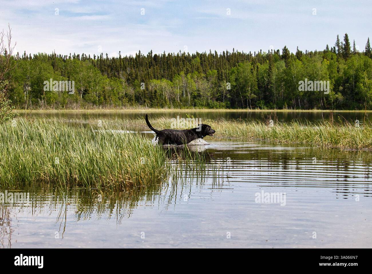 Black labrador retriever walking in water through weeds at Twin Lakes ...